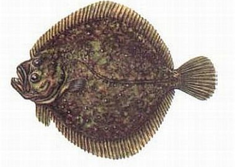 Otas ar uotas? | MENIU